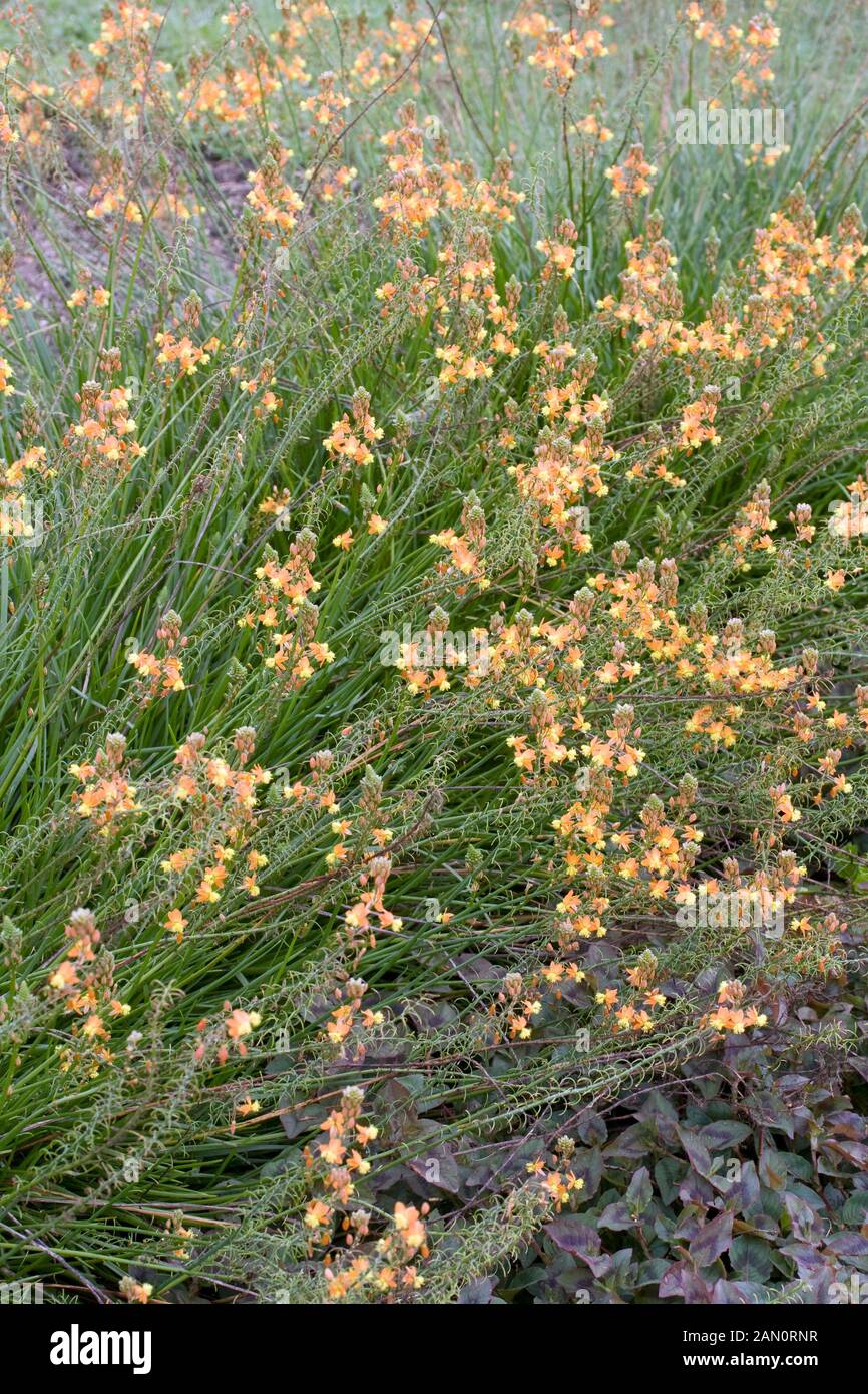Bulbine frutescens -Fotos und -Bildmaterial in hoher Auflösung – Alamy