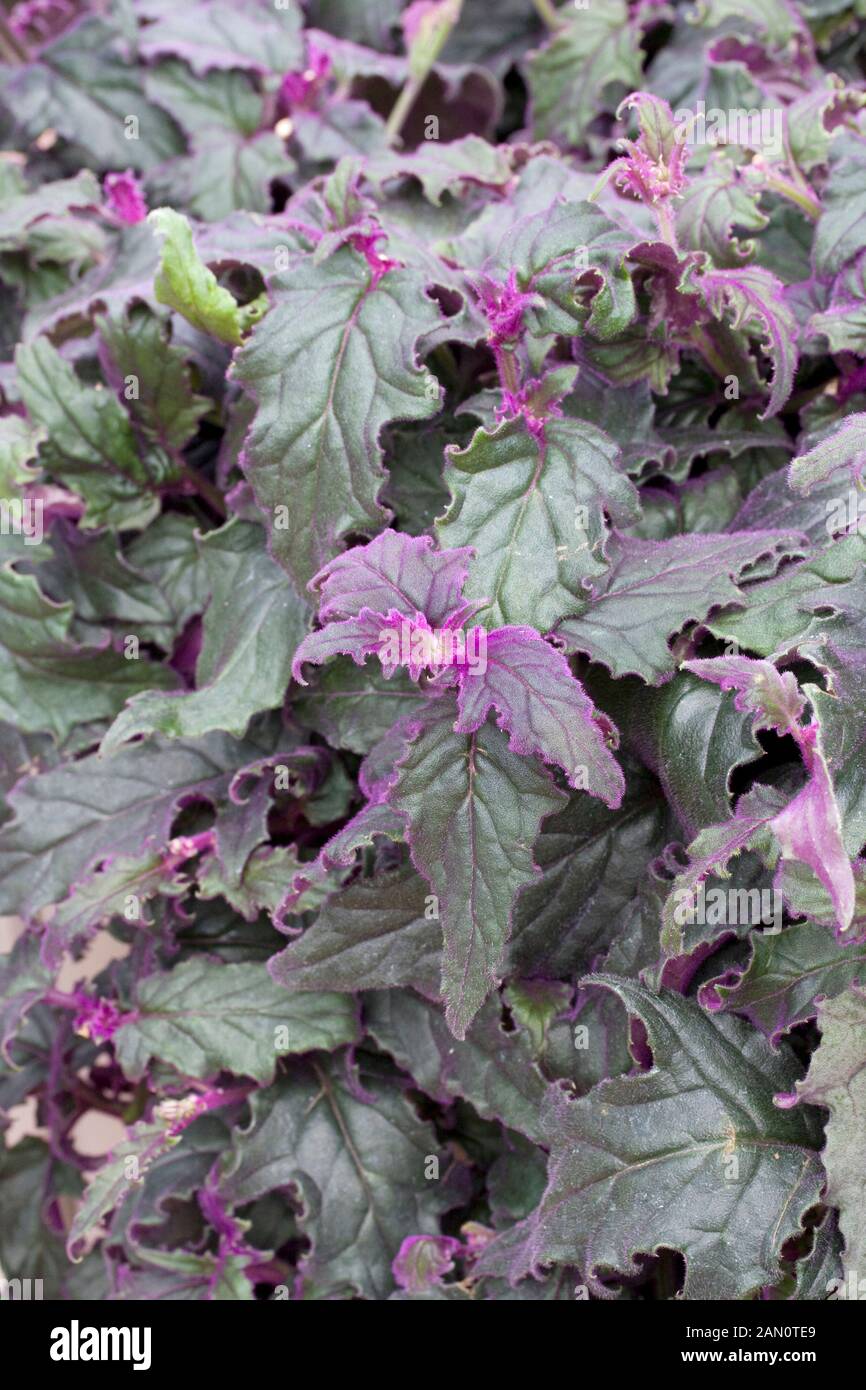 Gynura aurantiaca -Fotos und -Bildmaterial in hoher Auflösung – Alamy