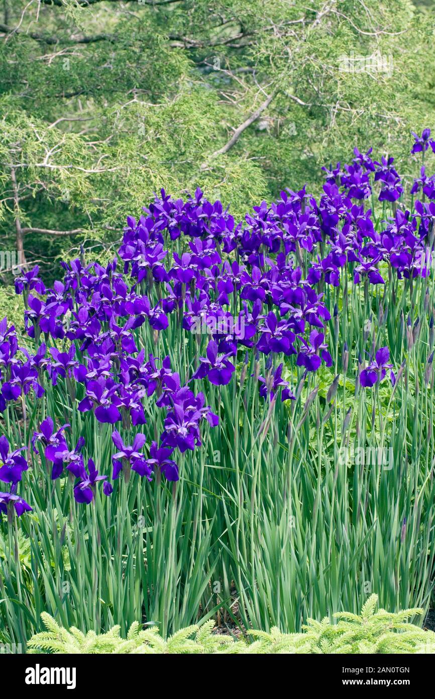Iris sibirica 'caesar's brother' -Fotos und -Bildmaterial in hoher ...