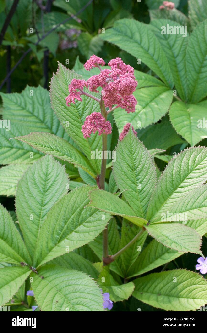 Rodgersia aesculifolia Stockfotos und -bilder Kaufen - Alamy