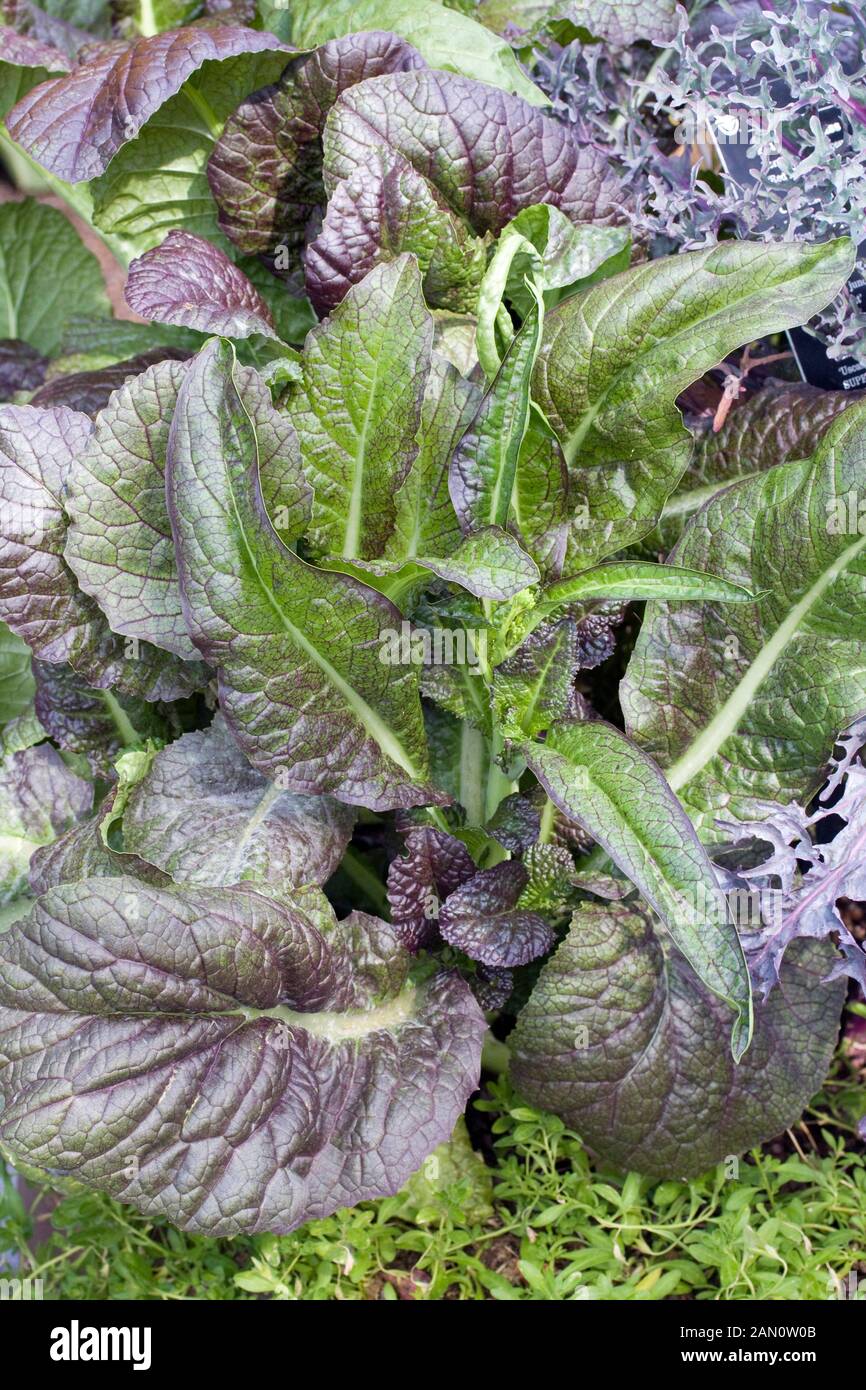 Roter riese -Fotos und -Bildmaterial in hoher Auflösung – Alamy