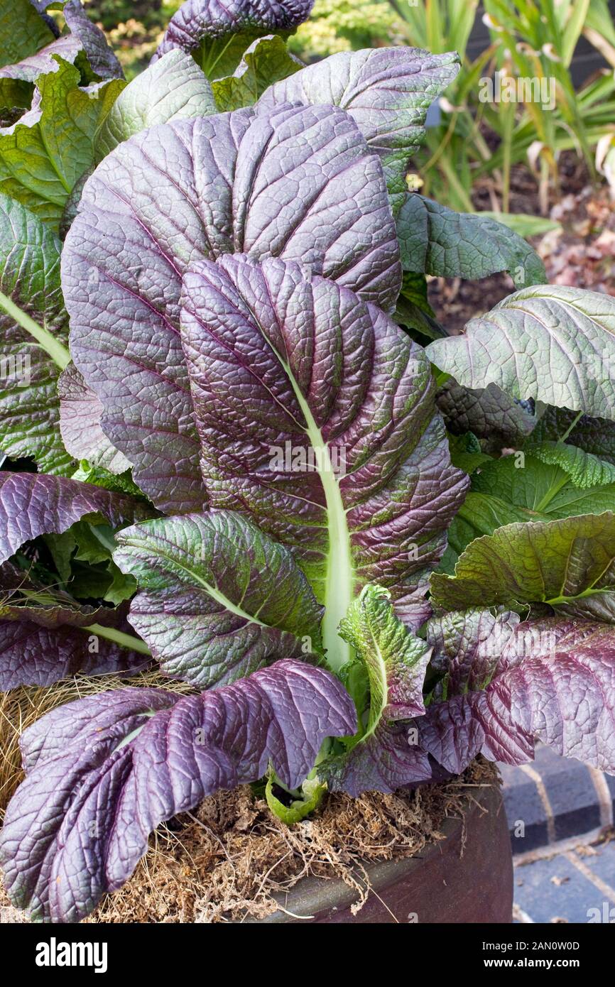 Roter riese -Fotos und -Bildmaterial in hoher Auflösung – Alamy