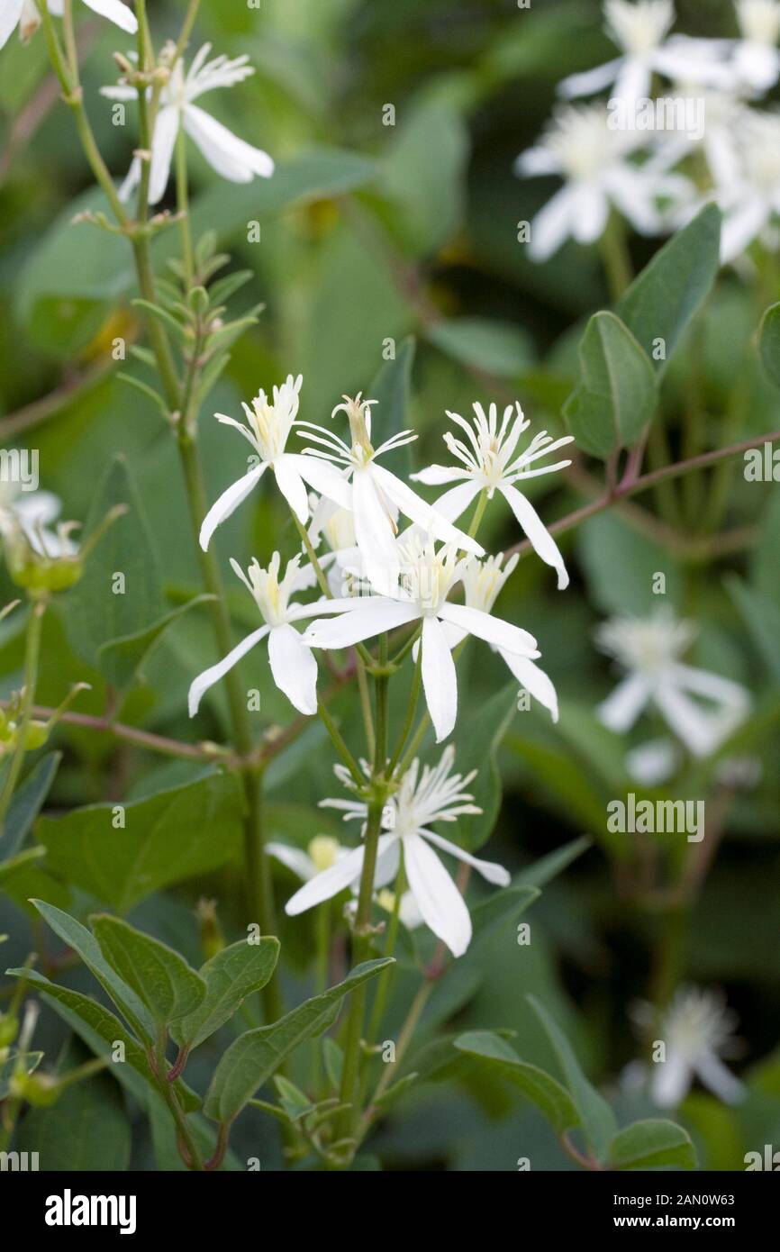 Clematis recta -Fotos und -Bildmaterial in hoher Auflösung – Alamy