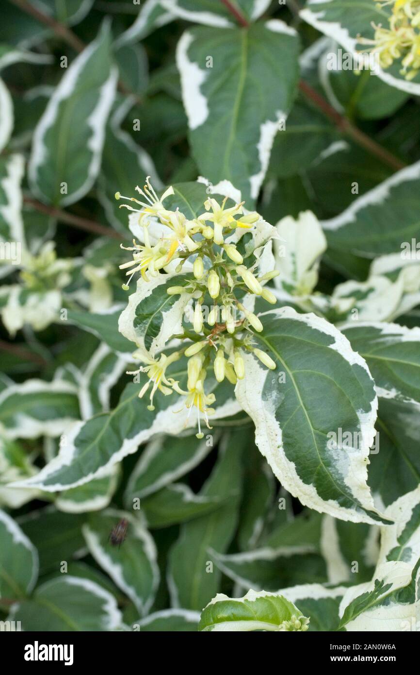 Diervilla sessilifolia -Fotos und -Bildmaterial in hoher Auflösung – Alamy
