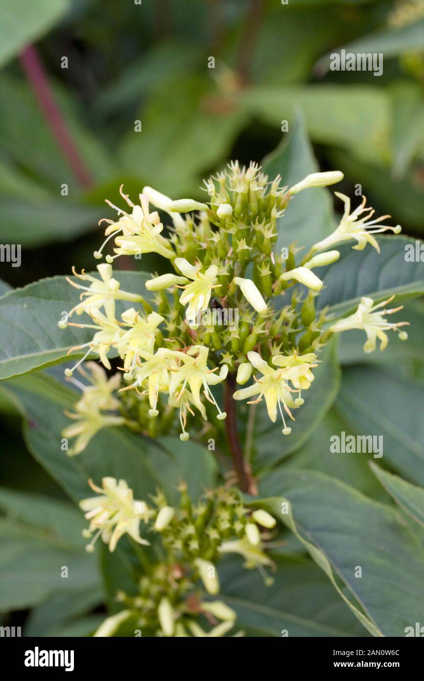 Diervilla sessilifolia -Fotos und -Bildmaterial in hoher Auflösung – Alamy