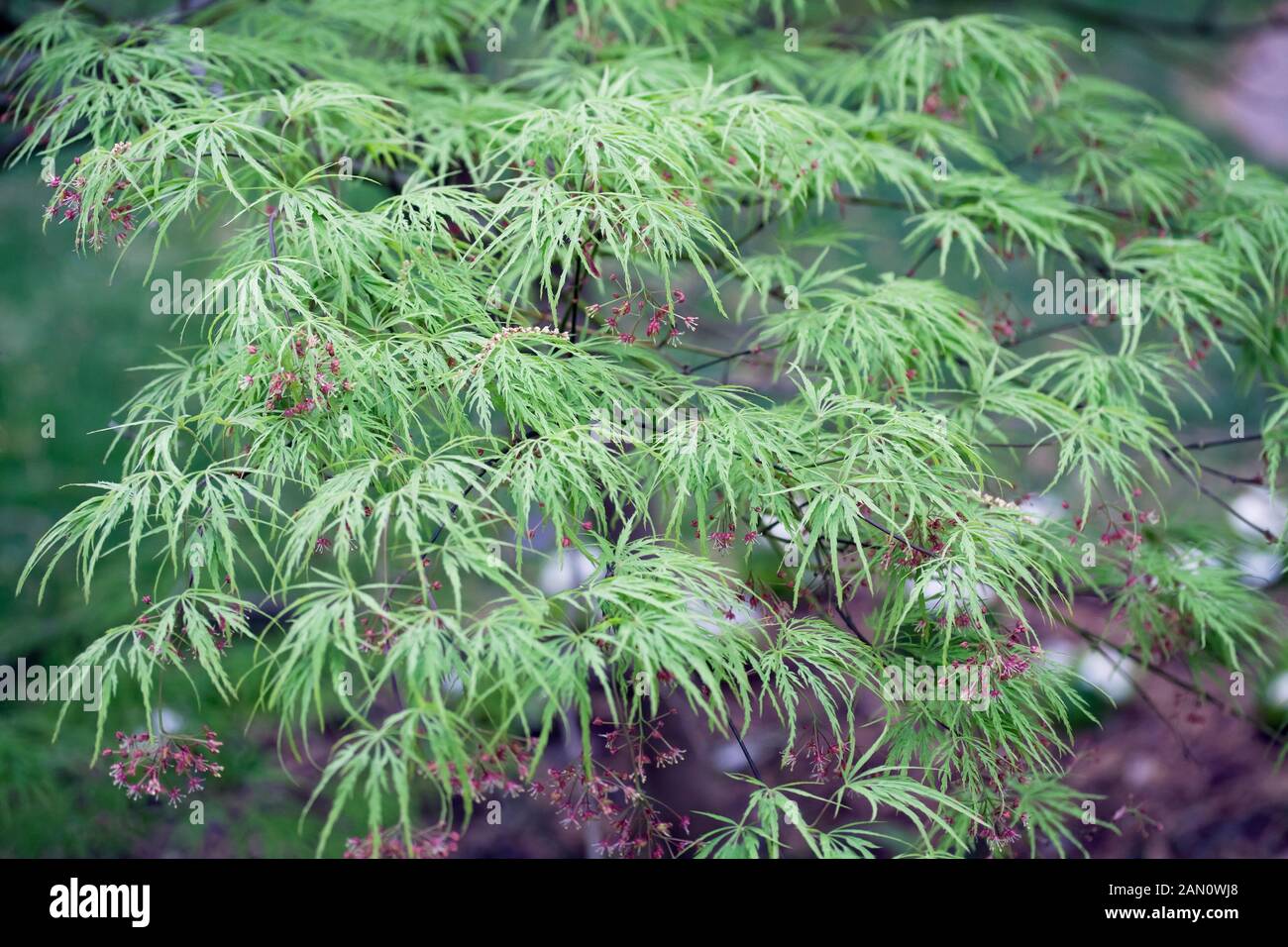 Acer palmatum dissectum viridis -Fotos und -Bildmaterial in hoher ...
