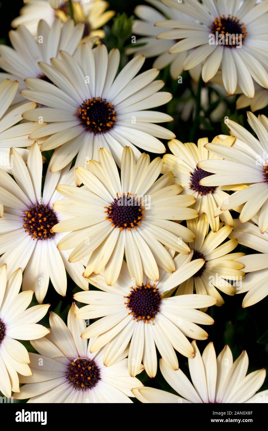 Honig gold -Fotos und -Bildmaterial in hoher Auflösung – Alamy