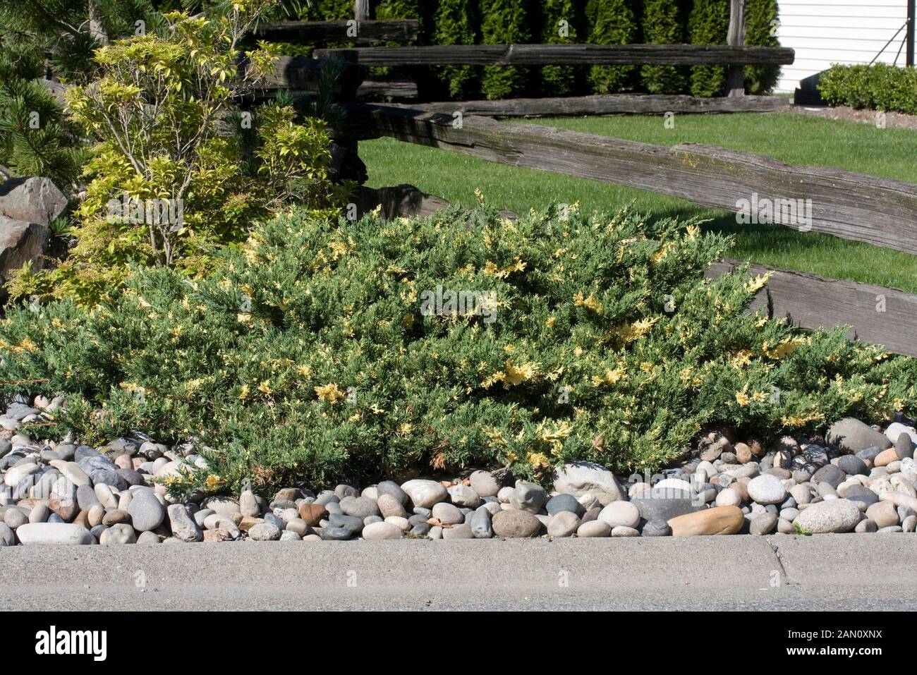 Expansa variegata -Fotos und -Bildmaterial in hoher Auflösung – Alamy