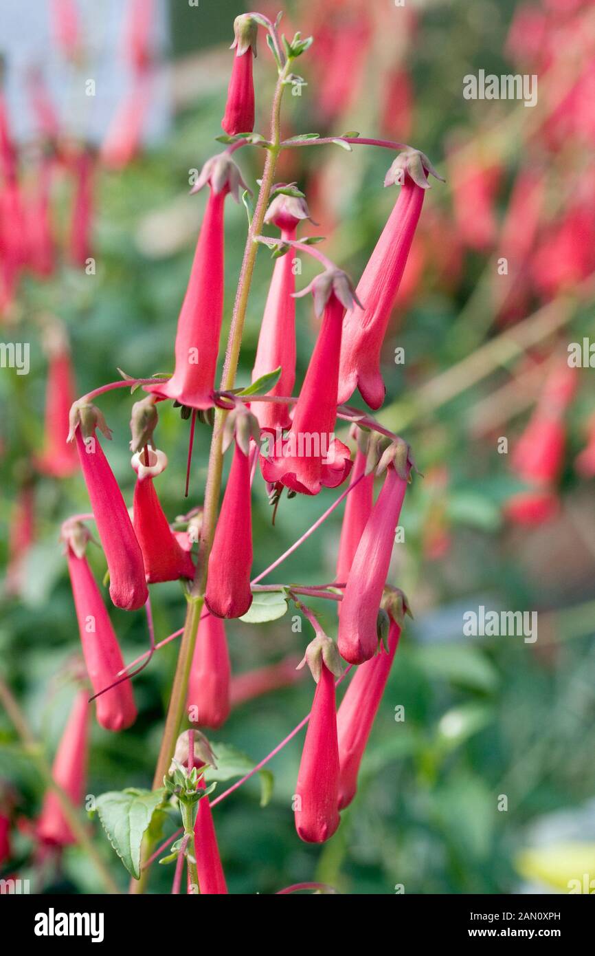 Phygelius rectus -Fotos und -Bildmaterial in hoher Auflösung – Alamy