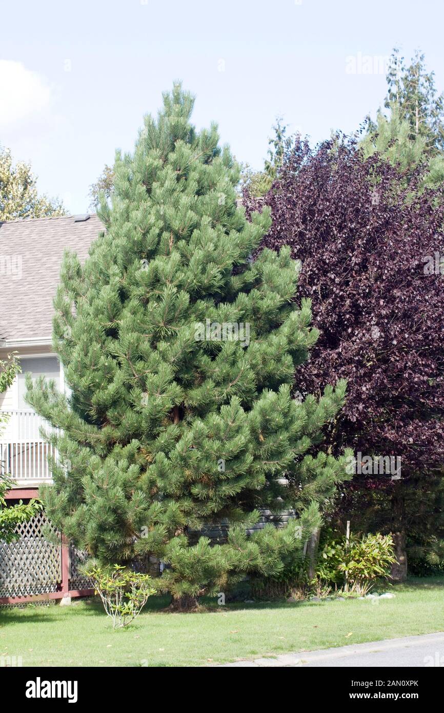 Pinus strobus -Fotos und -Bildmaterial in hoher Auflösung – Alamy