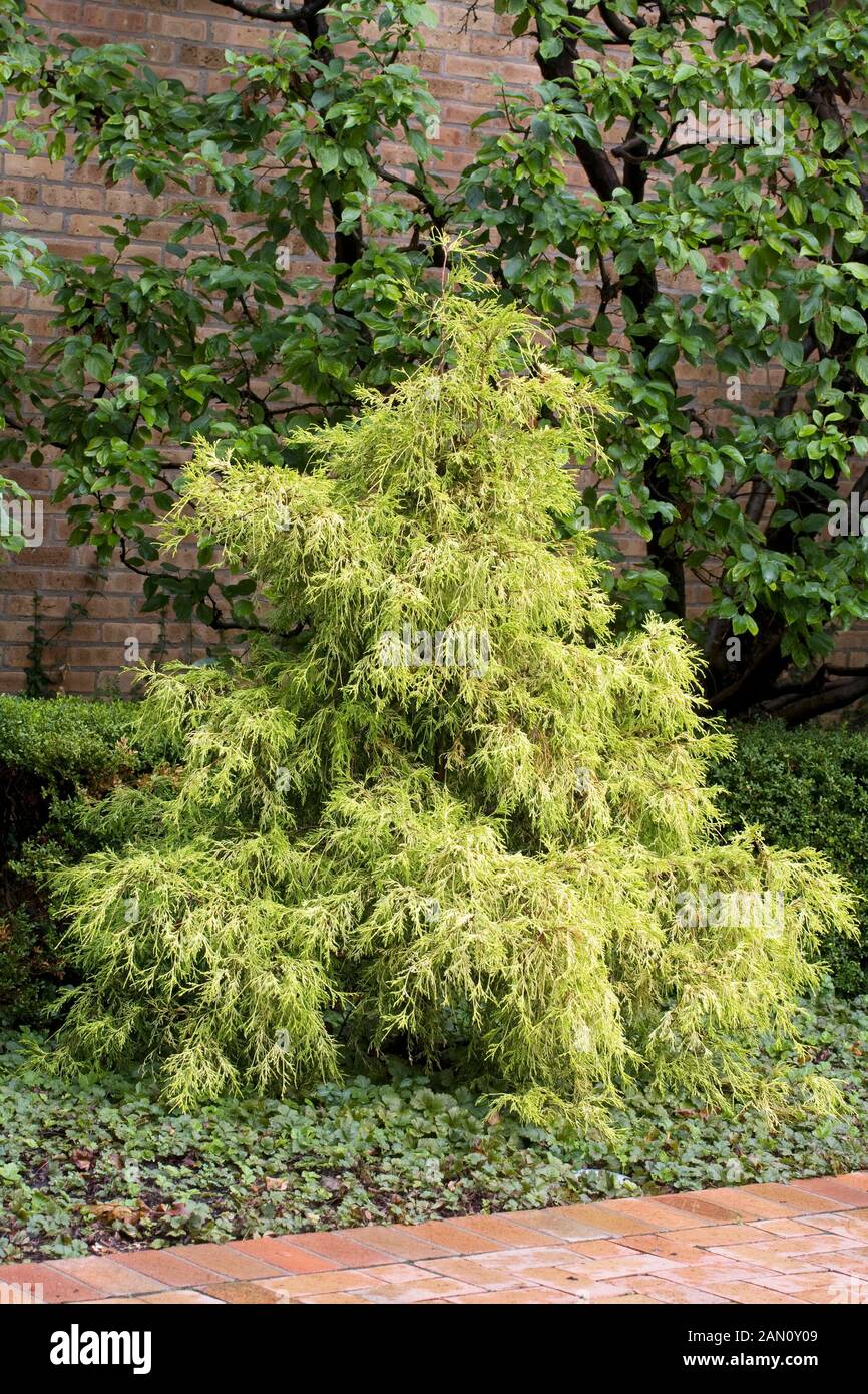 Chamaecyparis Pisifera Filifera Aurea Stockfotos und -bilder Kaufen - Alamy