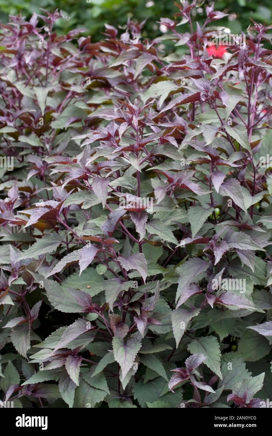 Rugosum -Fotos und -Bildmaterial in hoher Auflösung – Alamy