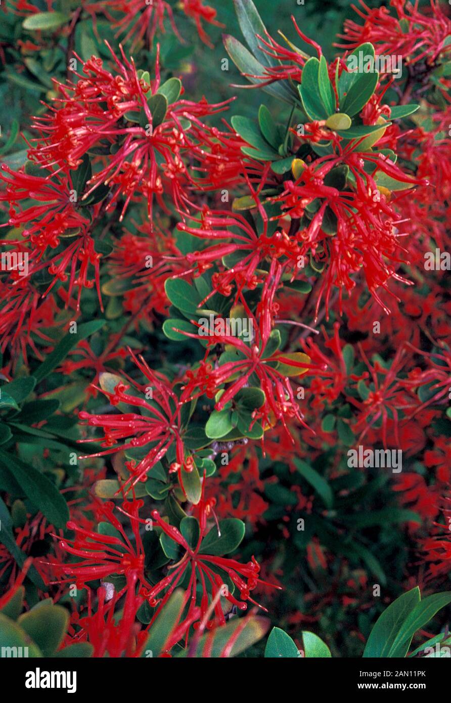 Embothrium coccineum -Fotos und -Bildmaterial in hoher Auflösung – Alamy
