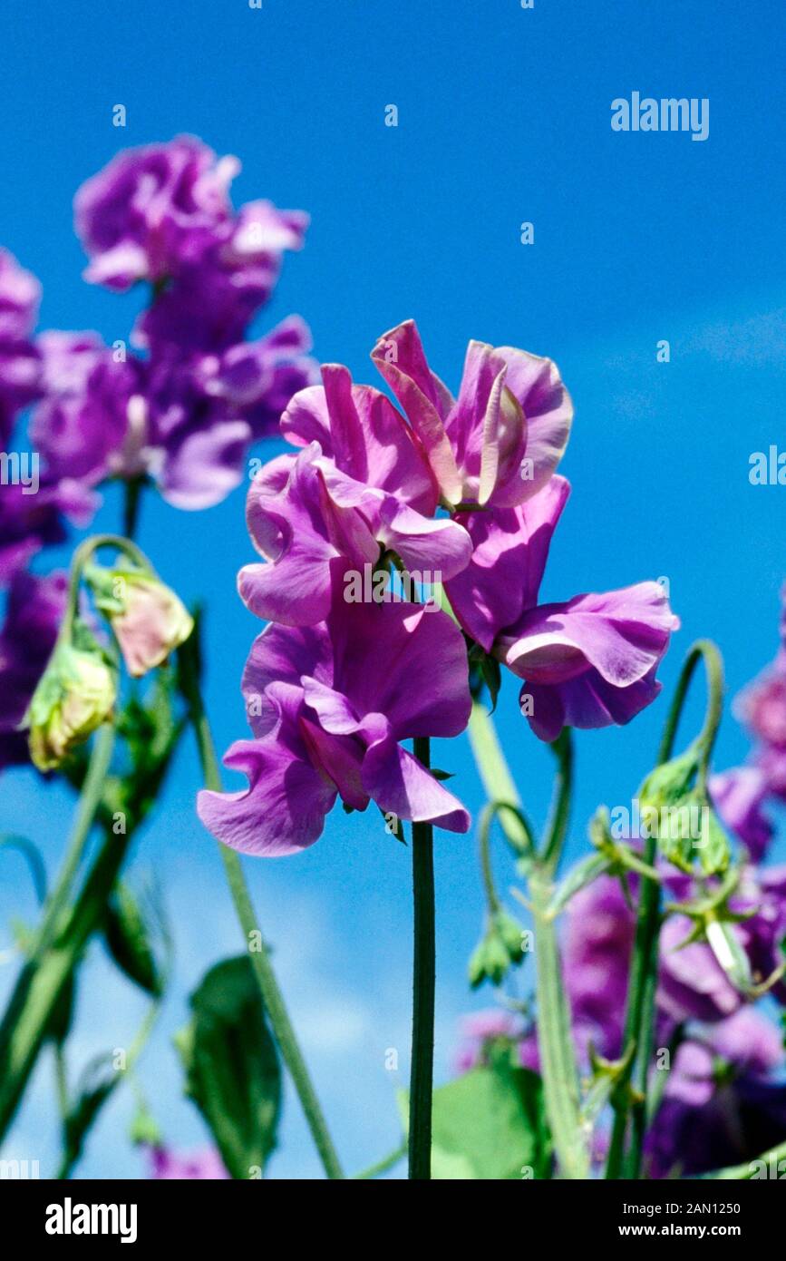 Noel sutton -Fotos und -Bildmaterial in hoher Auflösung – Alamy