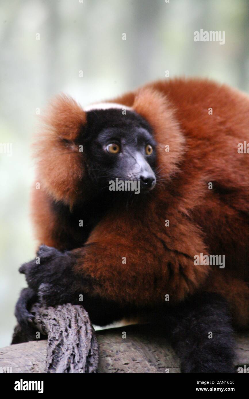 Gattung varecia -Fotos und -Bildmaterial in hoher Auflösung – Alamy