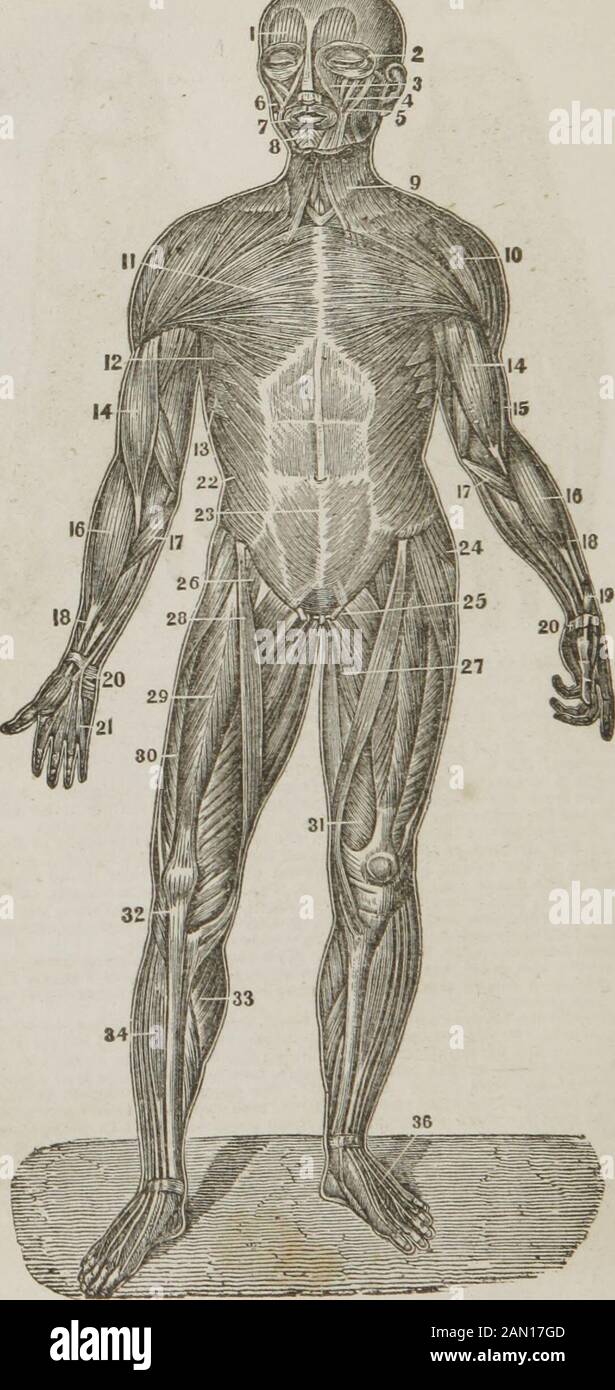 Anatomie und Physiologie: Entwickelt für Akademien und Familien . Der ...