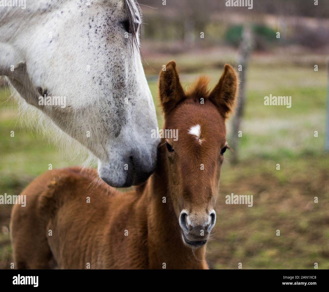 Mutter mit babypferd -Fotos und -Bildmaterial in hoher Auflösung – Alamy