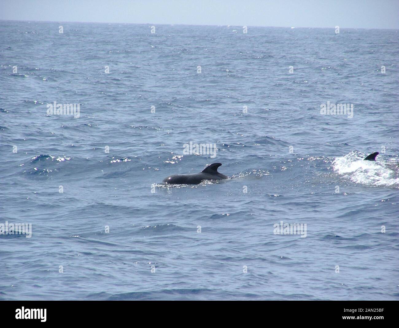 Fischen mit flaschennasen delfinen Stockfotos und -bilder Kaufen - Alamy