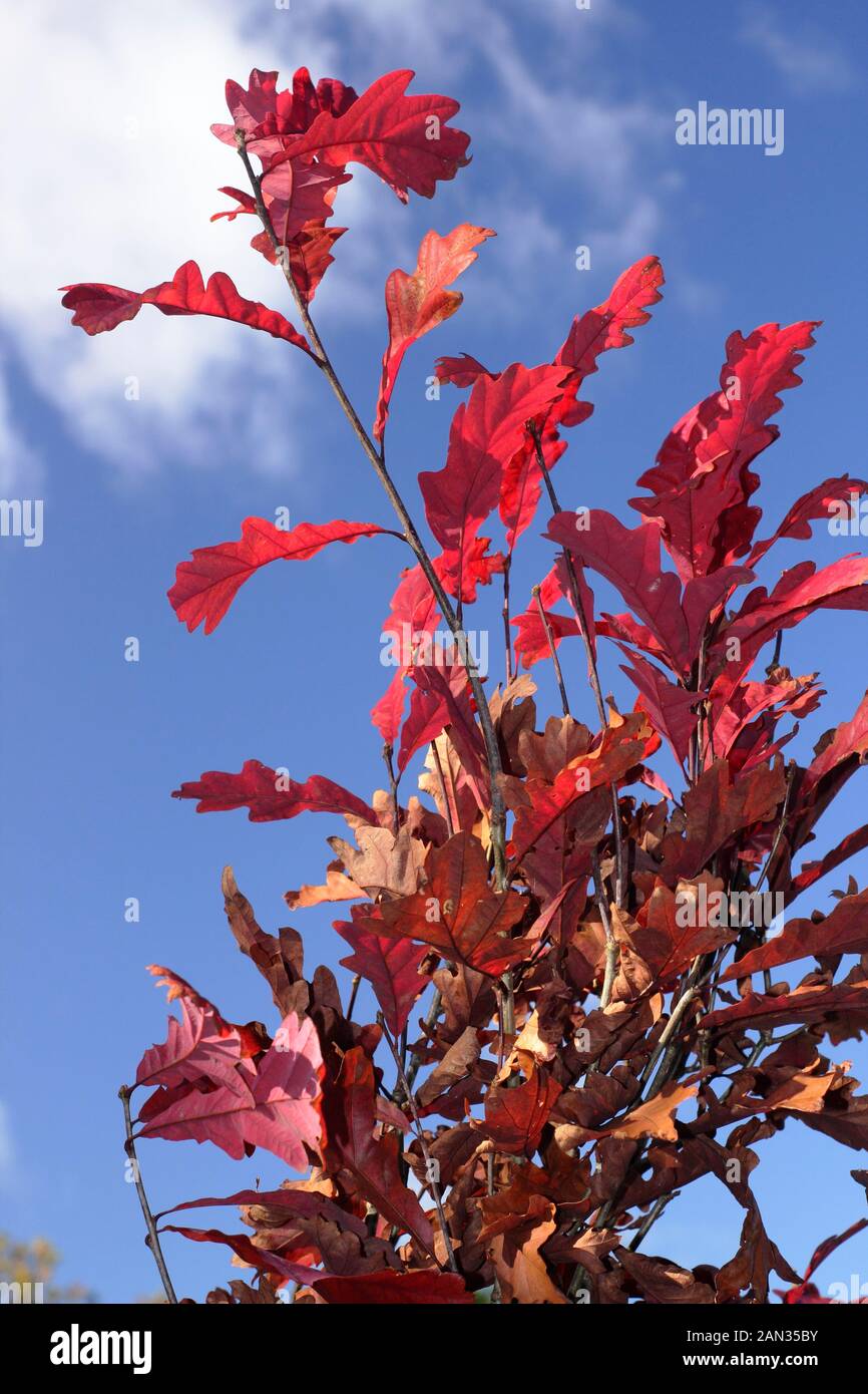 Quercus x warei -Fotos und -Bildmaterial in hoher Auflösung – Alamy