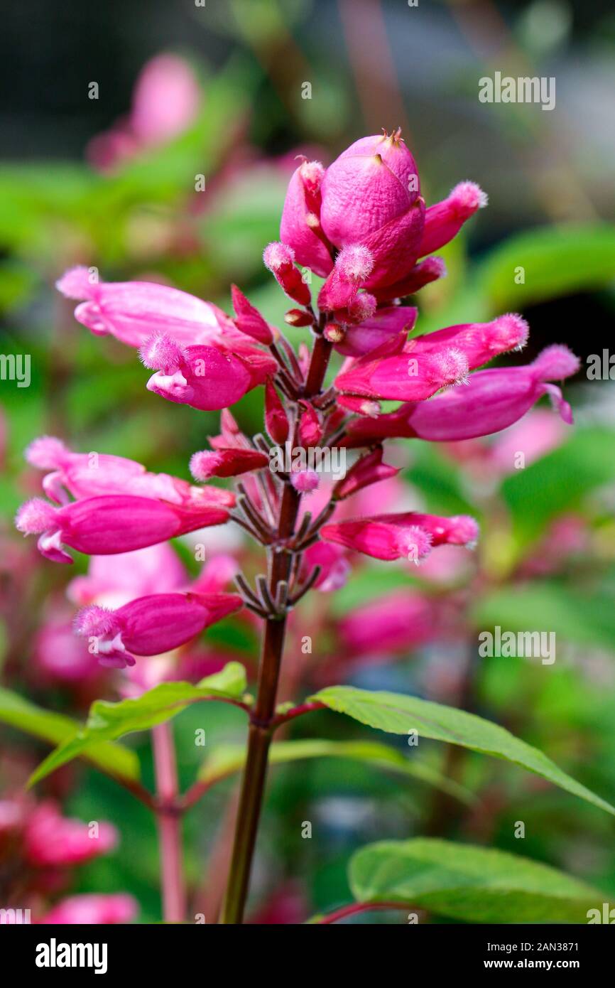 Salvia involucrata boutin -Fotos und -Bildmaterial in hoher Auflösung ...