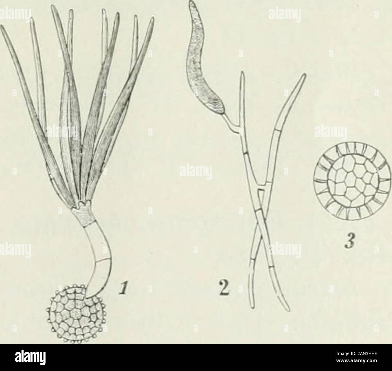Tilletia tilletia controversa -Fotos und -Bildmaterial in hoher ...