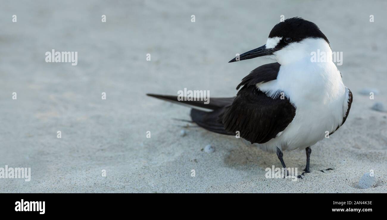 Australischer vogel am strand -Fotos und -Bildmaterial in hoher ...