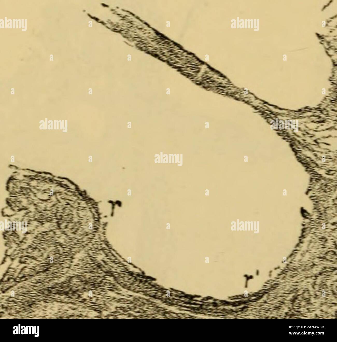 Ein text-Buch der Krankheiten des Ohres und der angrenzenden Organe. L ...