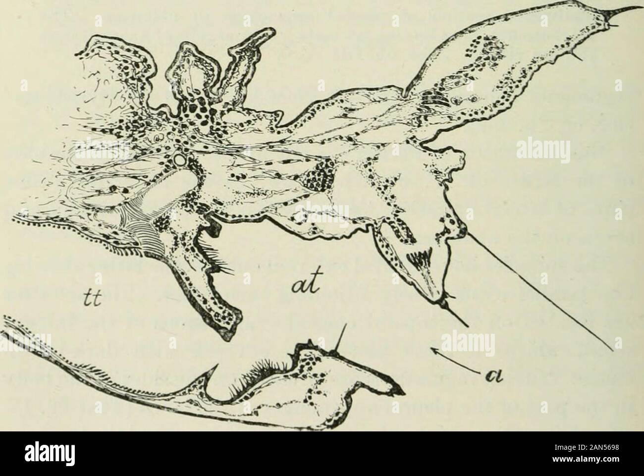 Vierteljährliche Zeitschrift für mikroskopische Wissenschaft ...