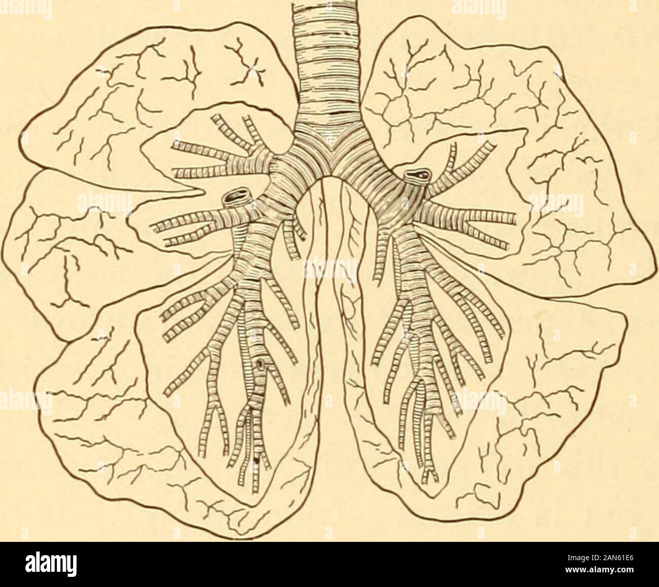 Anatomie, Physiologie und Hygiene für Schulen. ioxide und Wasser. I ...