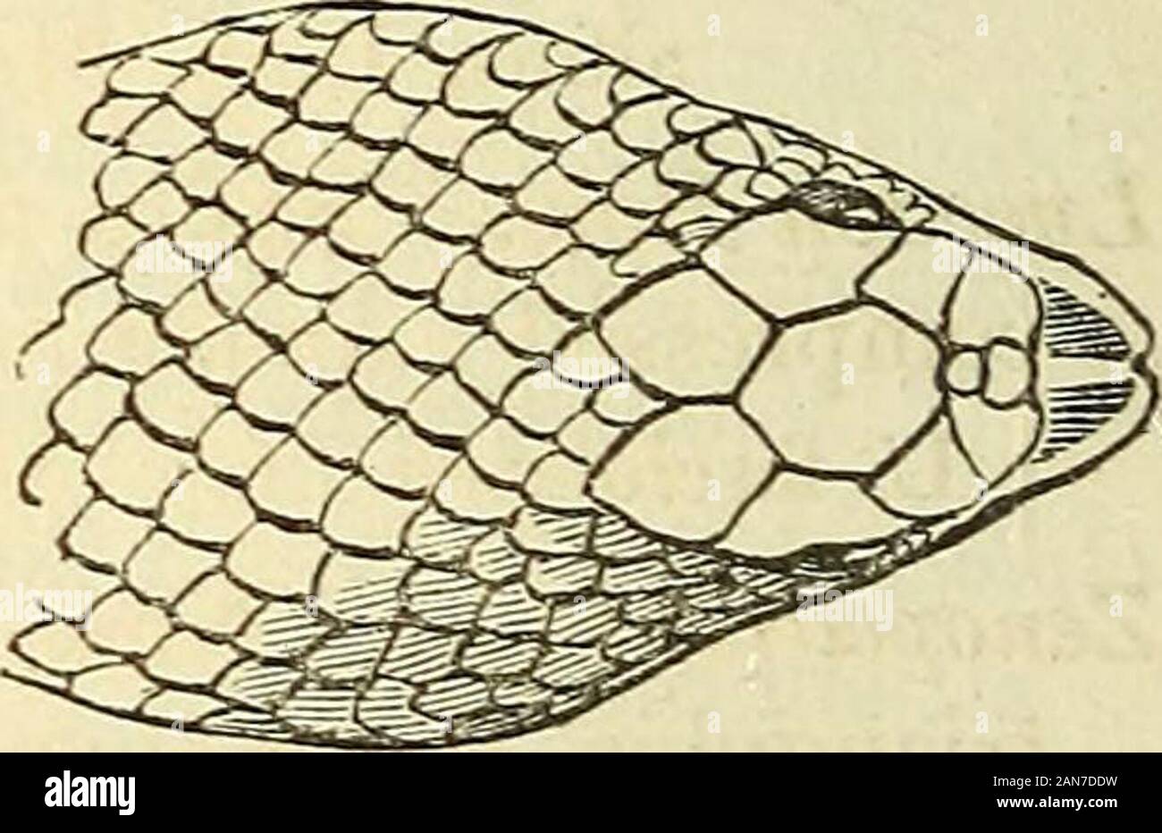 Xenodon severus -Fotos und -Bildmaterial in hoher Auflösung – Alamy