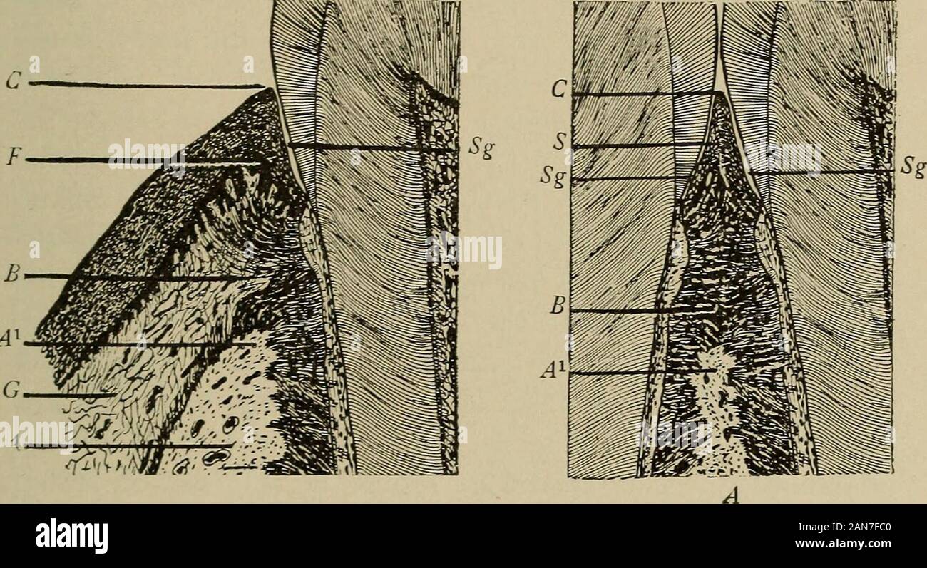 Fletcherismus -Fotos und -Bildmaterial in hoher Auflösung – Alamy