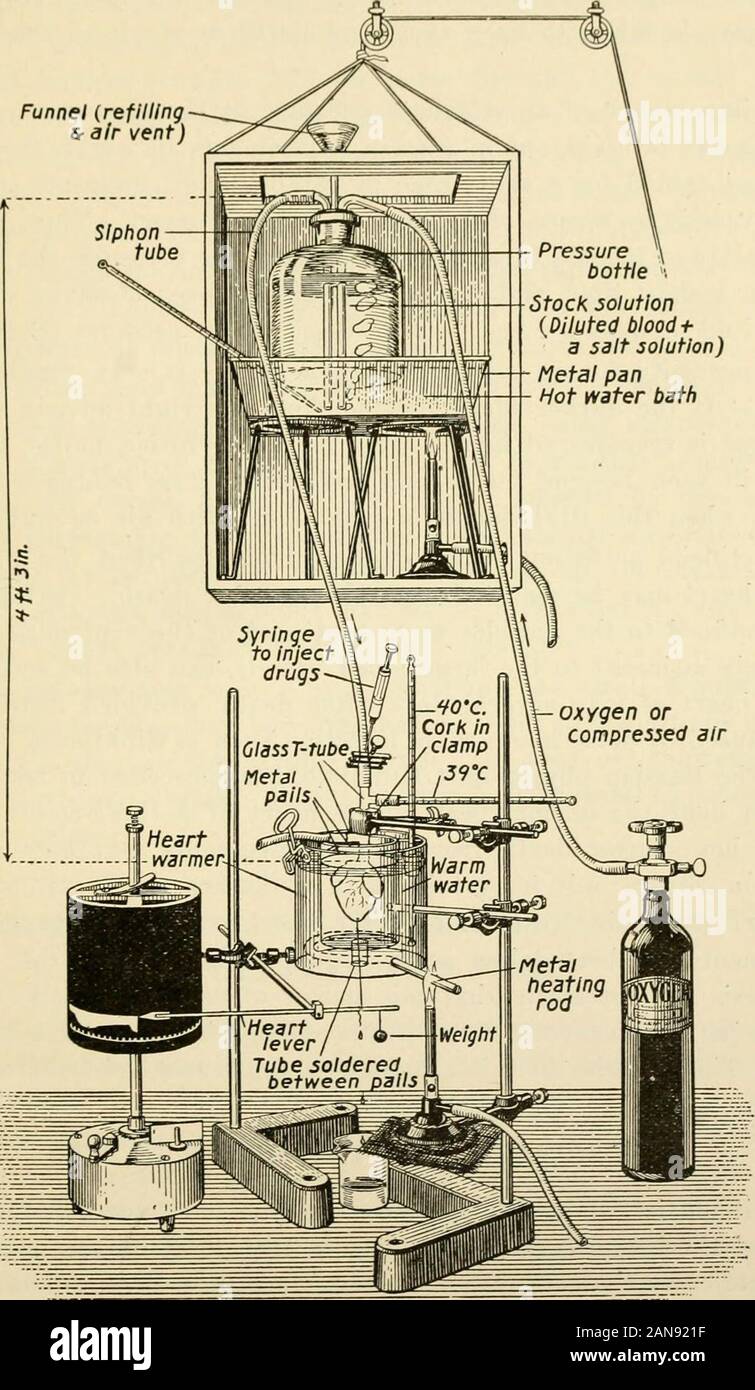 Coronary sinus -Fotos und -Bildmaterial in hoher Auflösung – Alamy