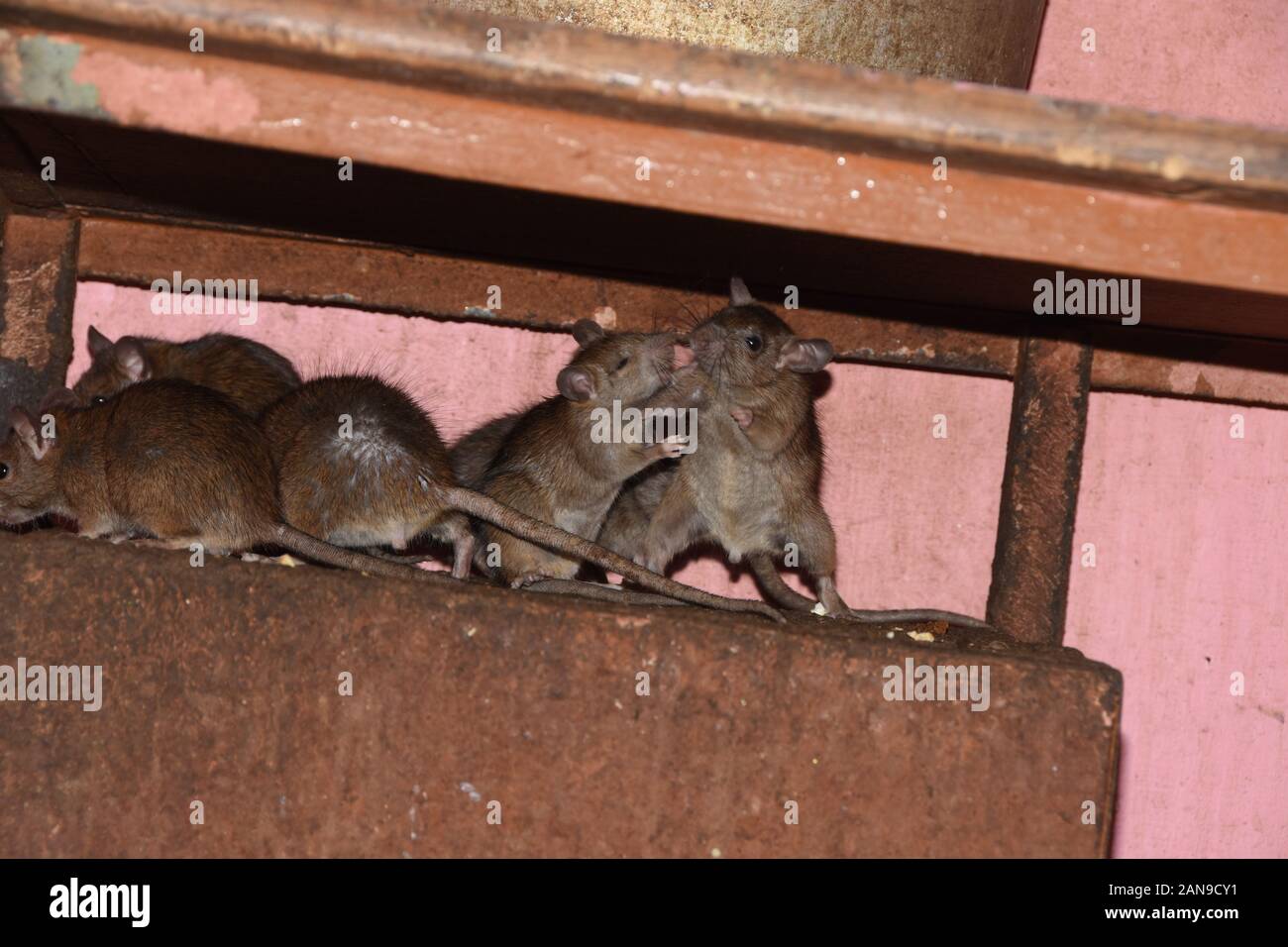 Tierisches mouce -Fotos und -Bildmaterial in hoher Auflösung – Alamy
