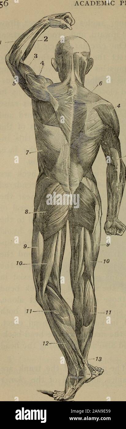 Eine akademische Physiologie und Hygiene. . Les des Halses. - die ...