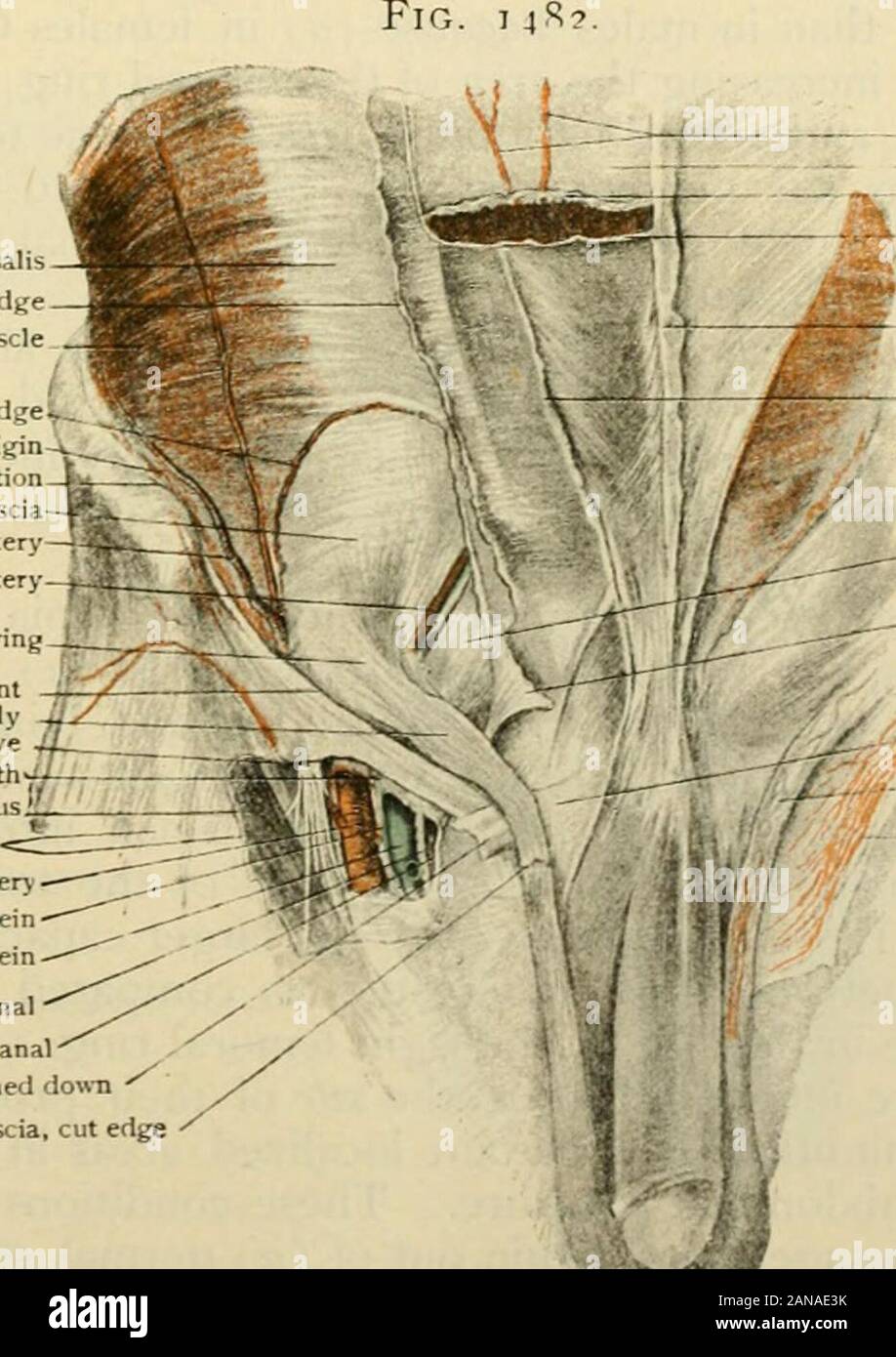 Der menschlichen Anatomie, einschließlich der Struktur und Entwicklung ...