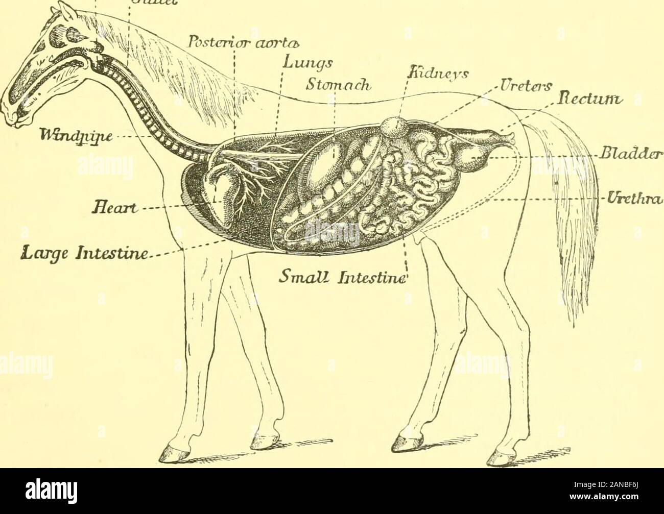 Die Punkte der Pferd: Eine bekannte Abhandlung über equine Konformation ...
