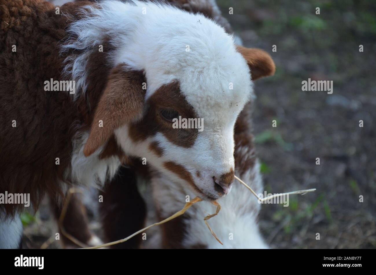 Newborn suffolk lamb -Fotos und -Bildmaterial in hoher Auflösung – Alamy