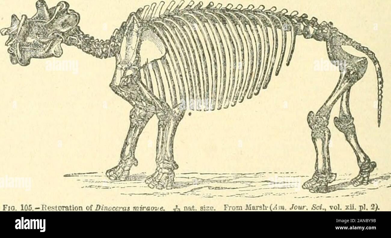 Amerikanisches moschushirsch -Fotos und -Bildmaterial in hoher ...