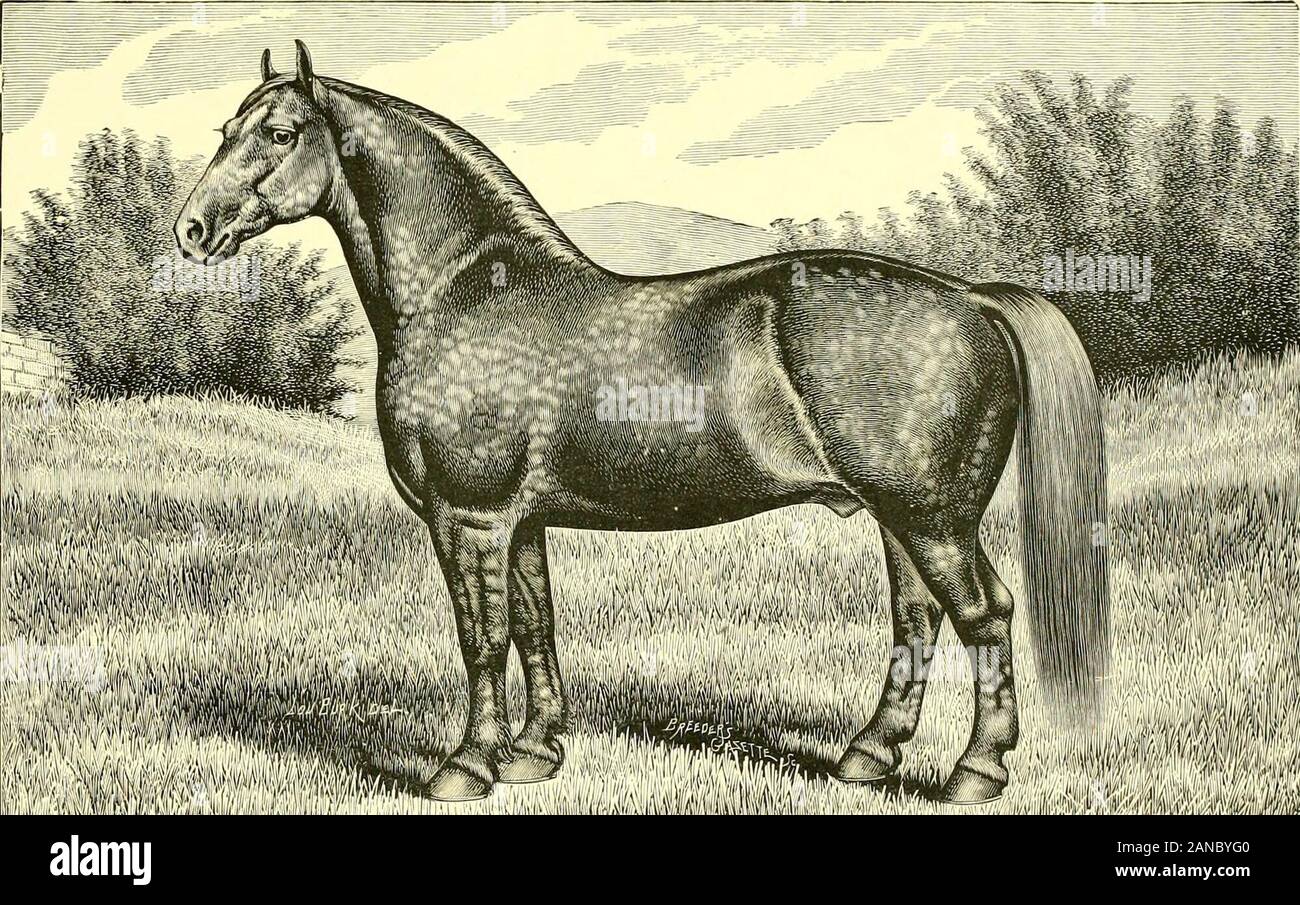 Belgisches percheron -Fotos und -Bildmaterial in hoher Auflösung – Alamy