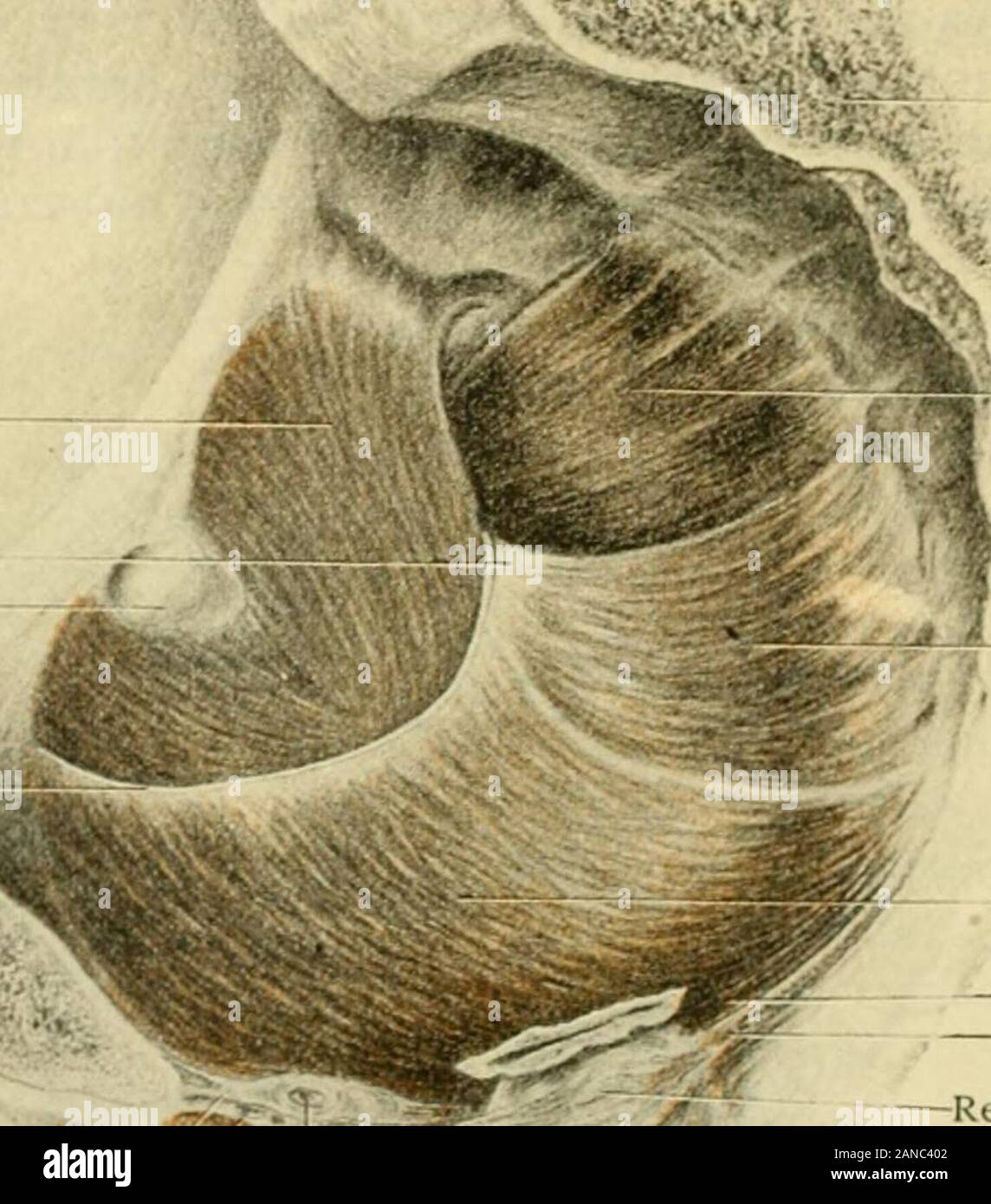 Plexus coccygeus -Fotos und -Bildmaterial in hoher Auflösung – Alamy