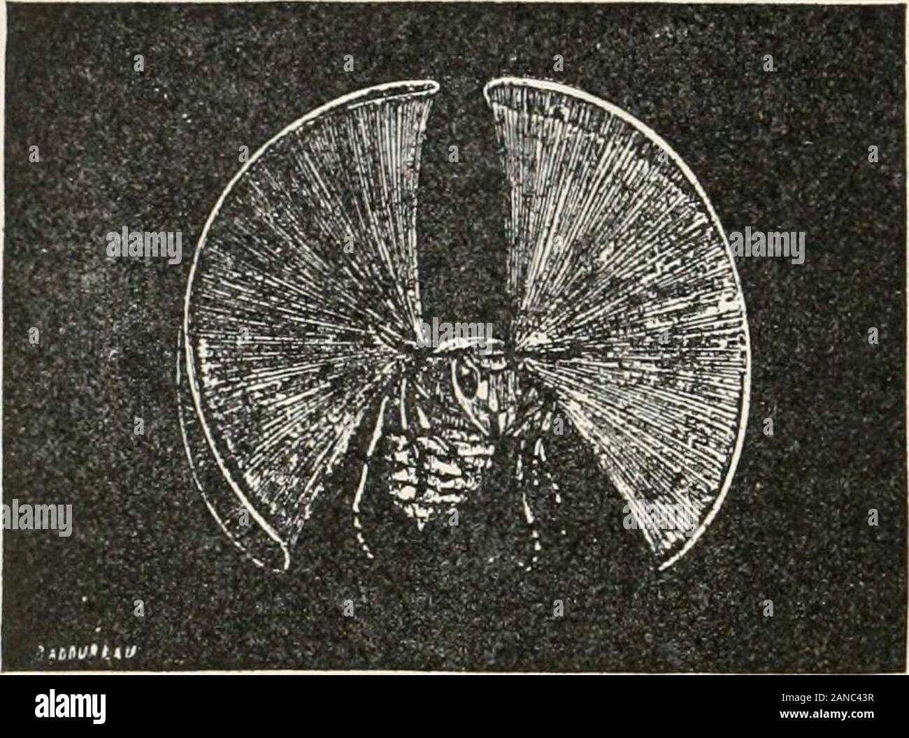 Embriologia de los musculos -Fotos und -Bildmaterial in hoher Auflösung ...