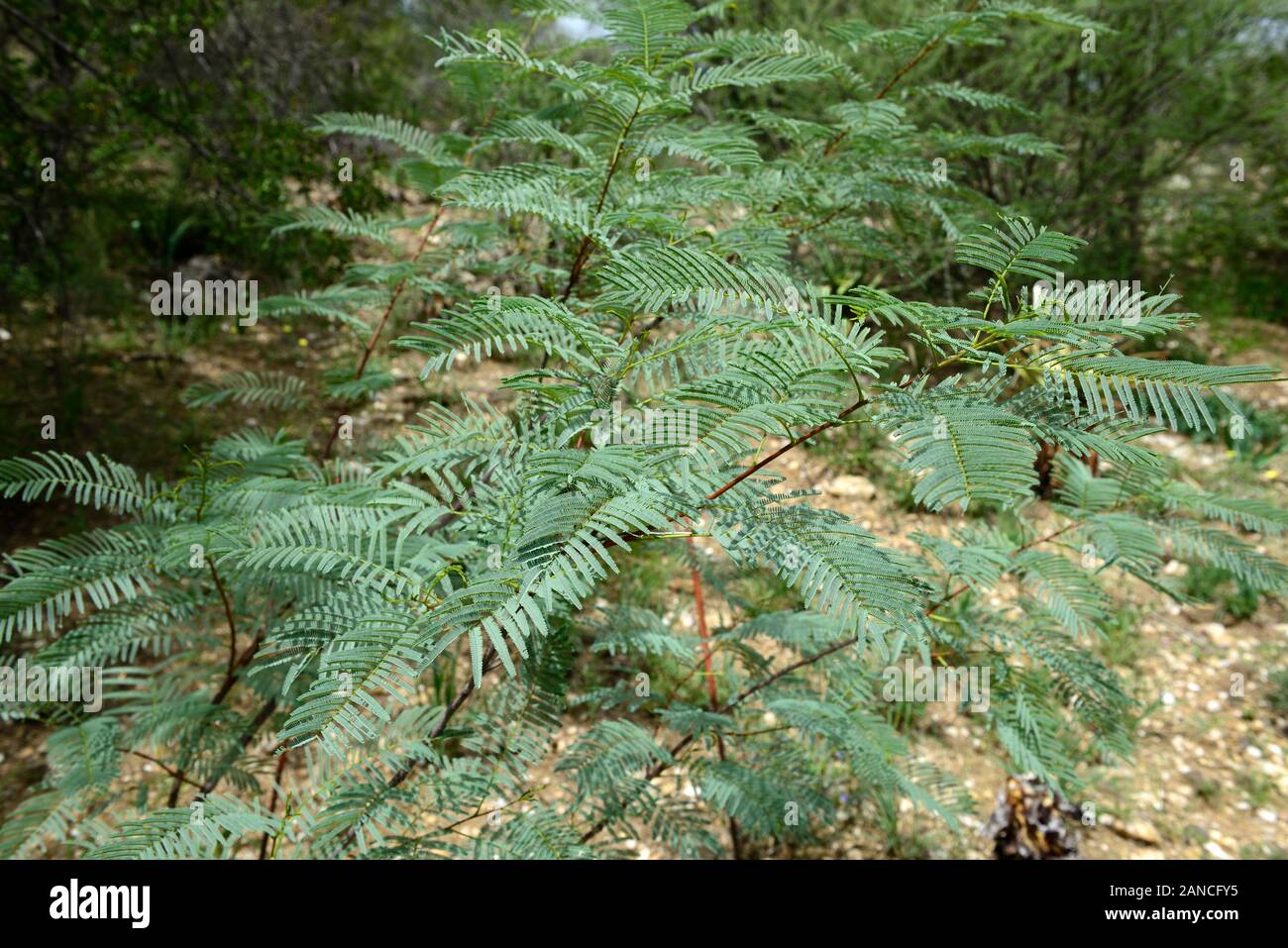 Elephantorrhiza suffruticosa, skew-leaved Elephant-Root, Arten von ...