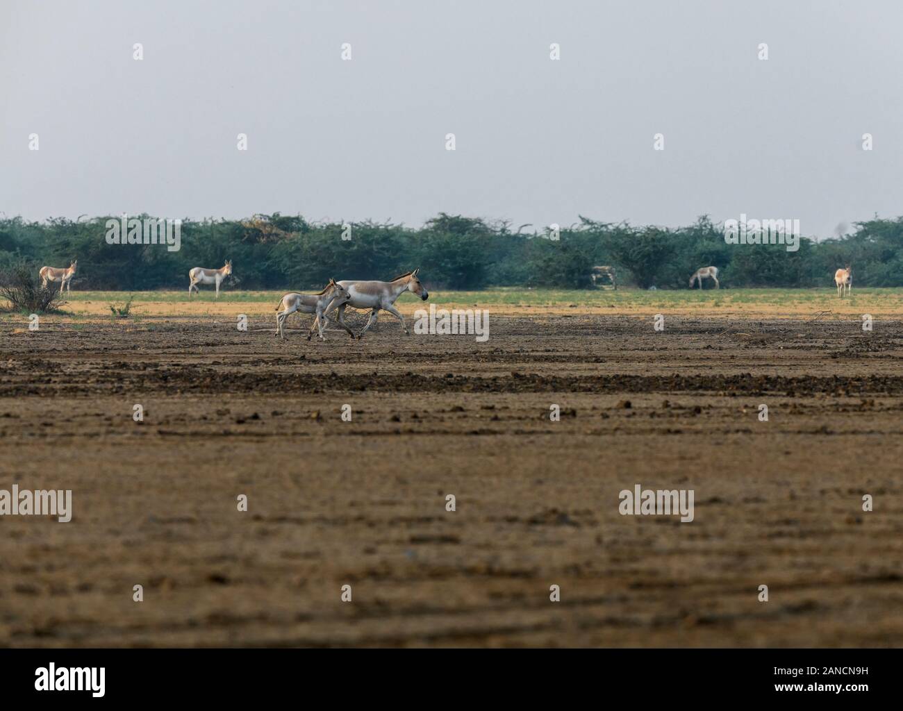 Ein indischer Onager Foal oder indische Wilde Ass, Asiatische Wilde Ass ...