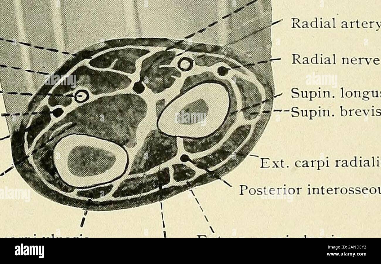 Ein text-Buch der klinischen Anatomie: für Studenten und Praktiker. Abb ...