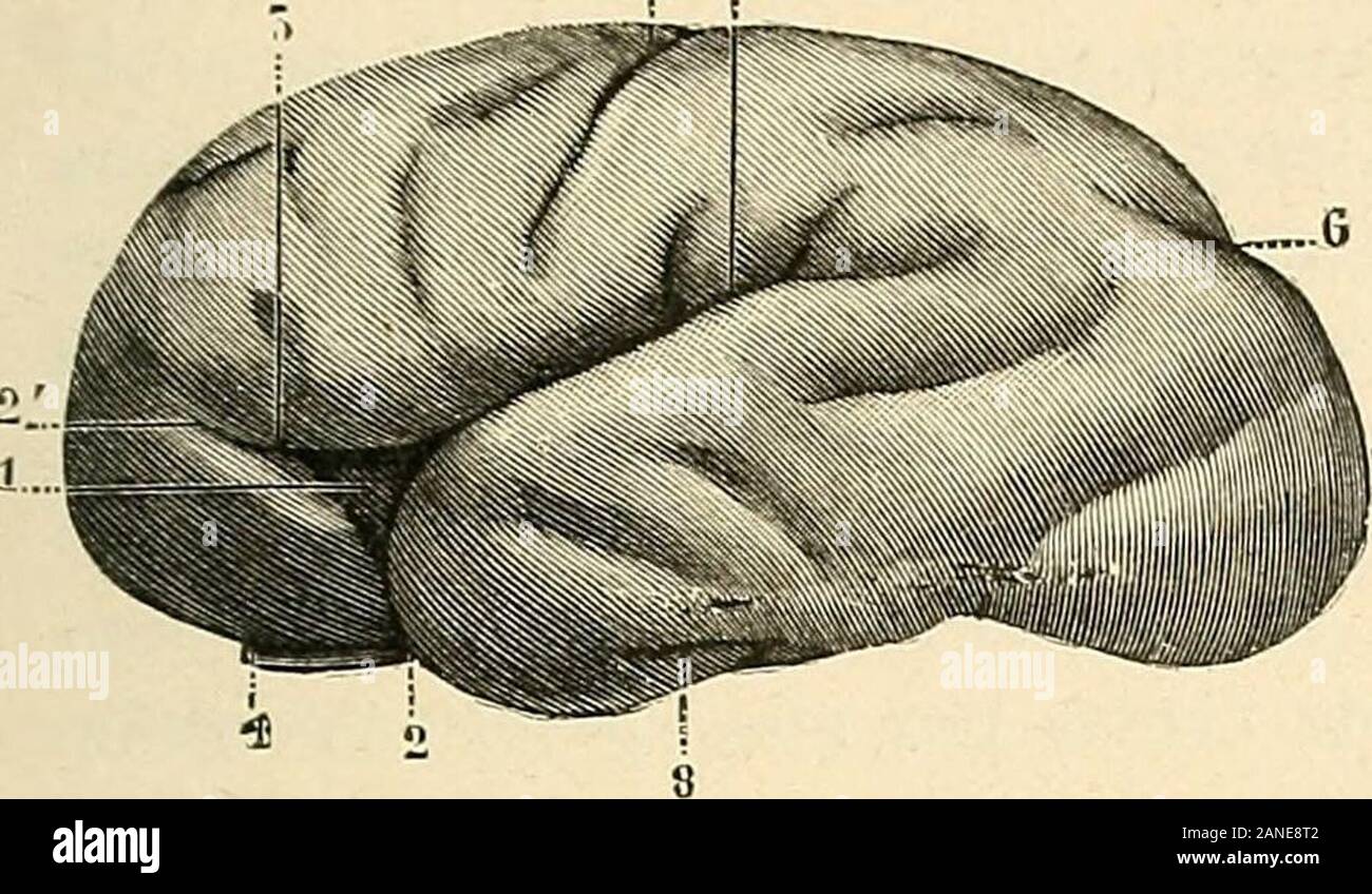 TraitÃ© d'anatomie humaine. ¨me et au huitiÃ¨me mois, se montrent Les ...