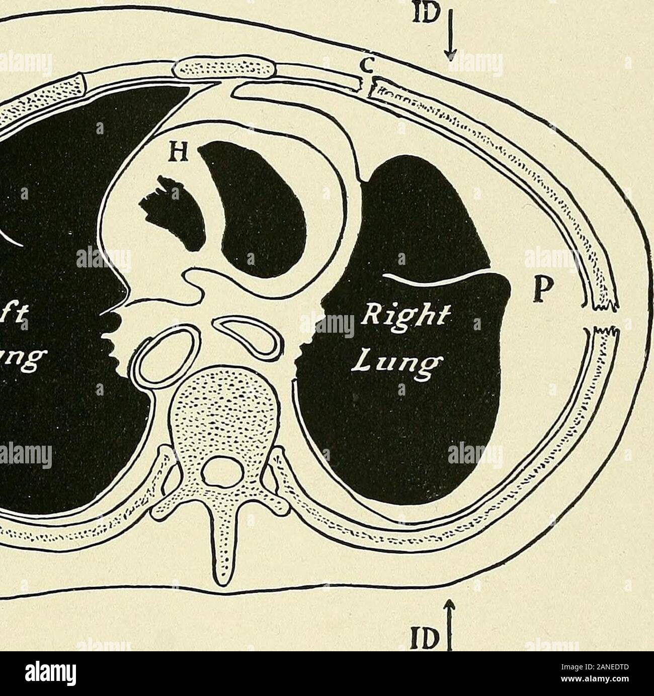 Gemeinsame sehne -Fotos und -Bildmaterial in hoher Auflösung – Alamy