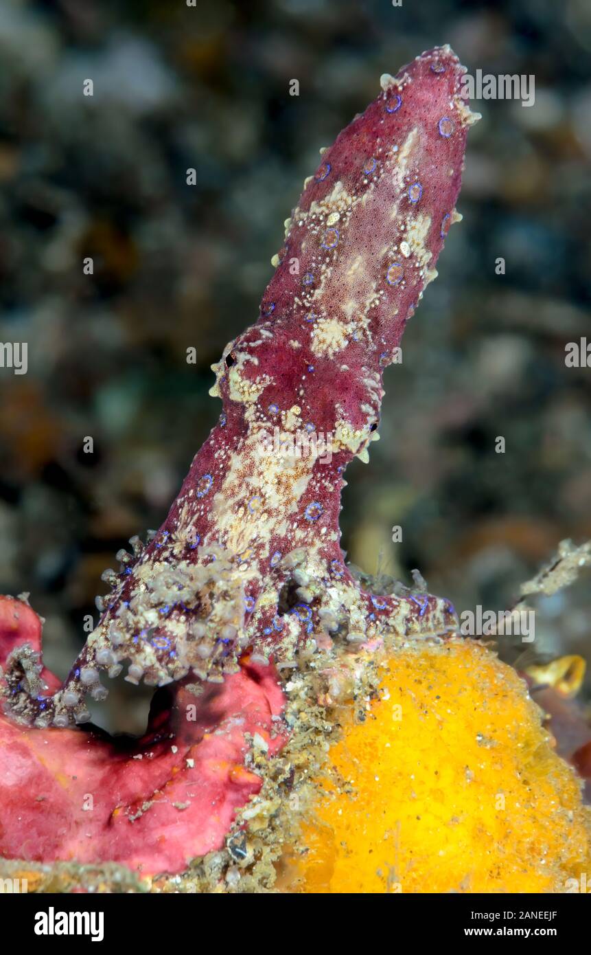 Hapalochlaena sp -Fotos und -Bildmaterial in hoher Auflösung – Alamy