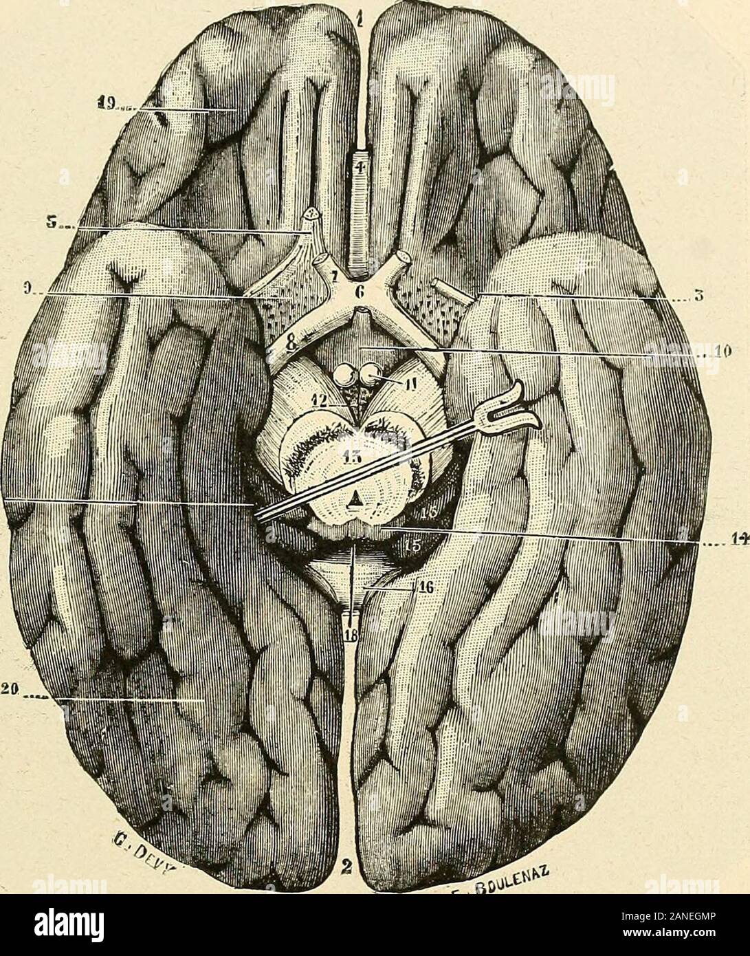 "Traité d'anatomie humaine. s et souventaussi Chez lhomme. - Le Sillon ...