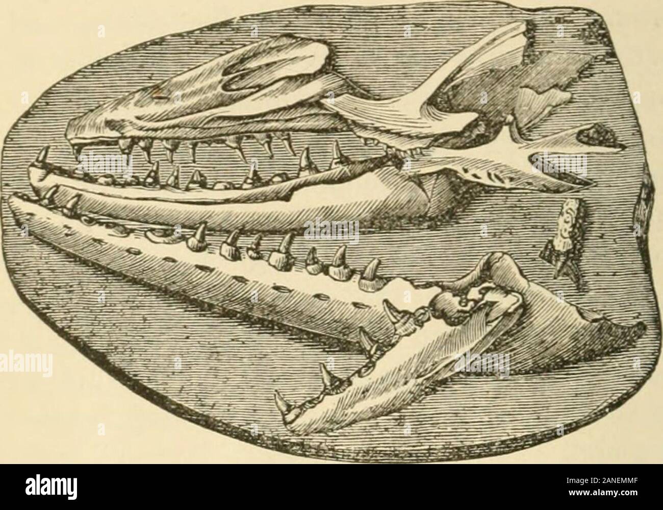 Unser Planet, seine Vergangenheit und Zukunft; oder, Vorträge über ...