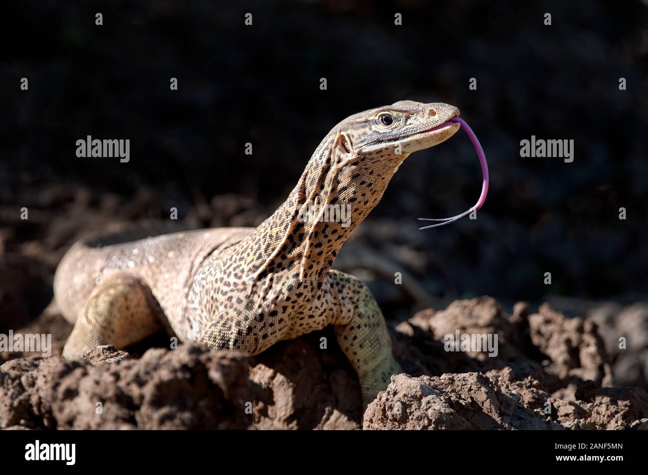 Sand goanna -Fotos und -Bildmaterial in hoher Auflösung – Alamy